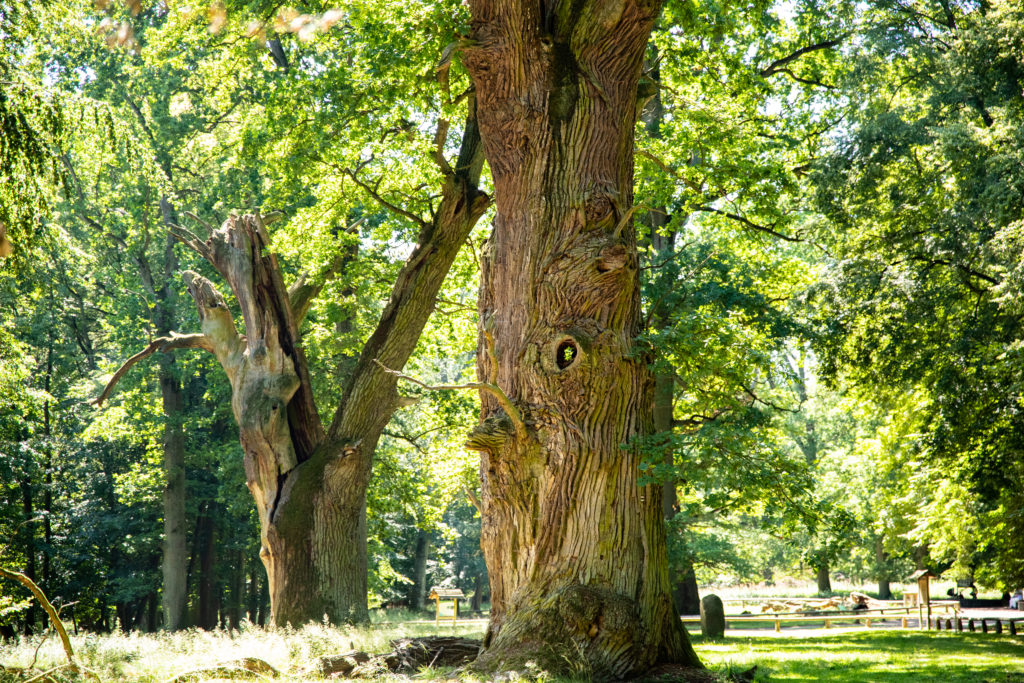 Nationales Naturmonument Ivenacker-Eichen — Feriendorf Silz